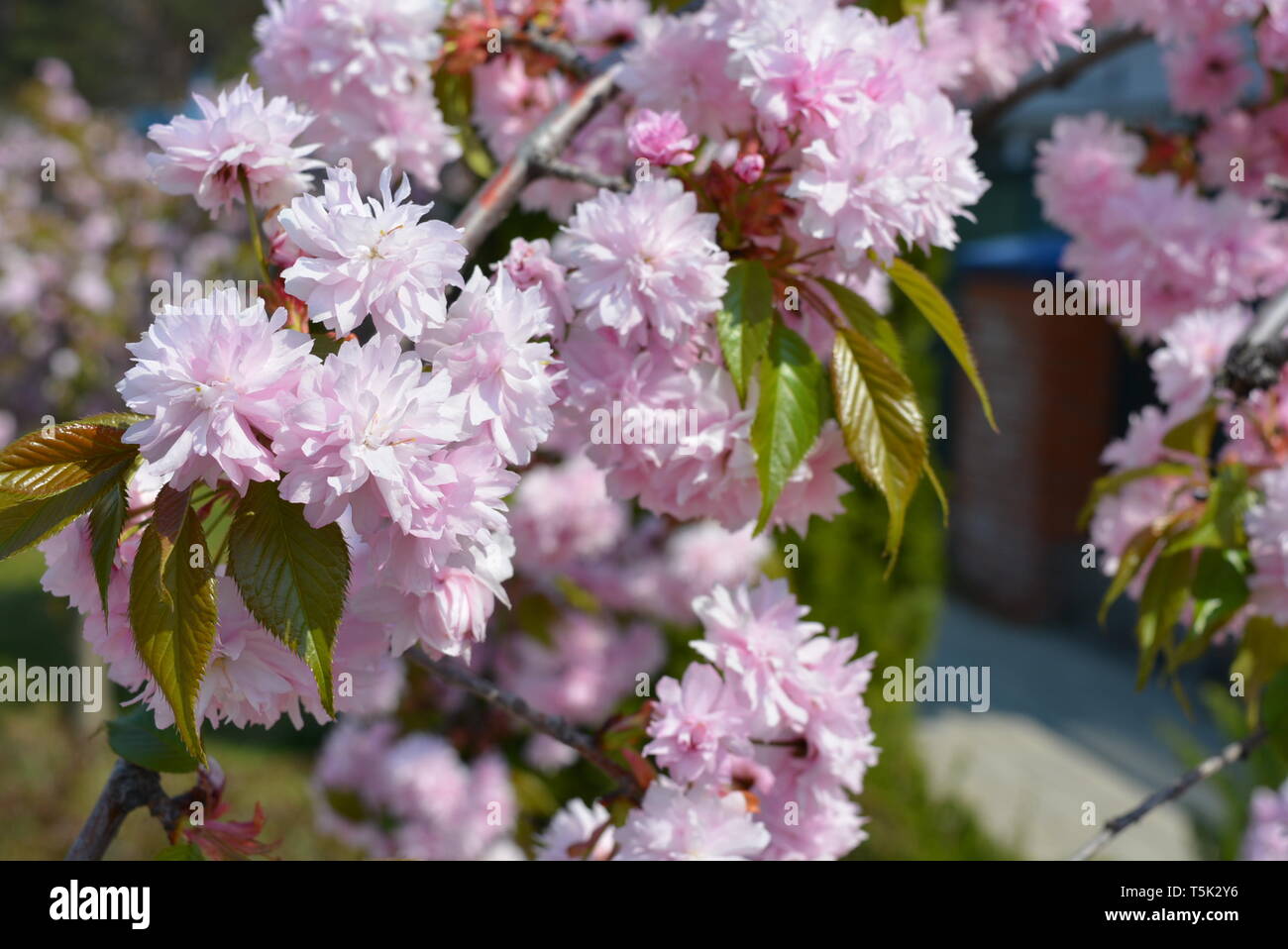 Beautiful bright pink flowers of the almond tree, pink sakura ...