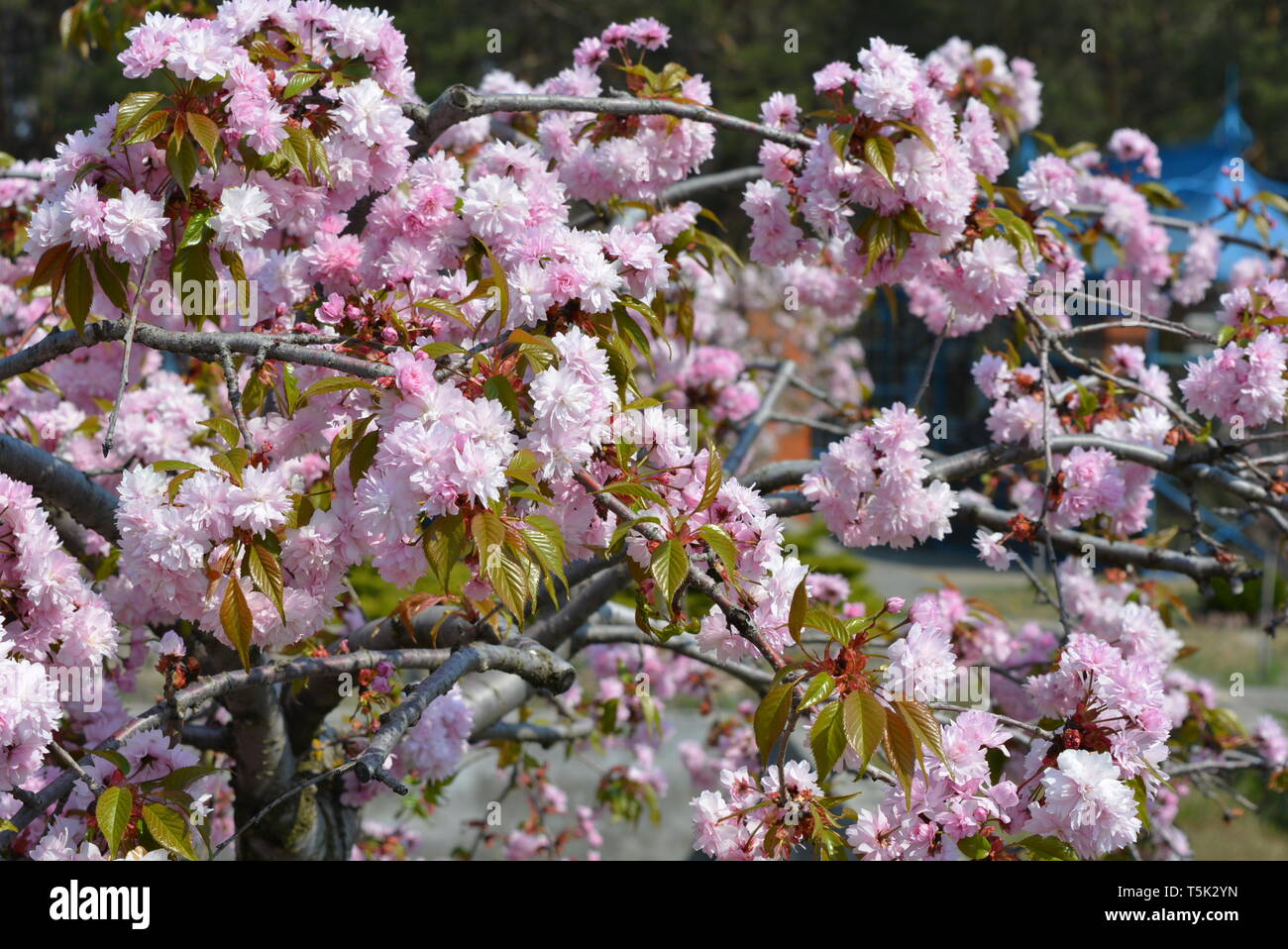 Beautiful bright pink flowers of the almond tree, pink sakura ...