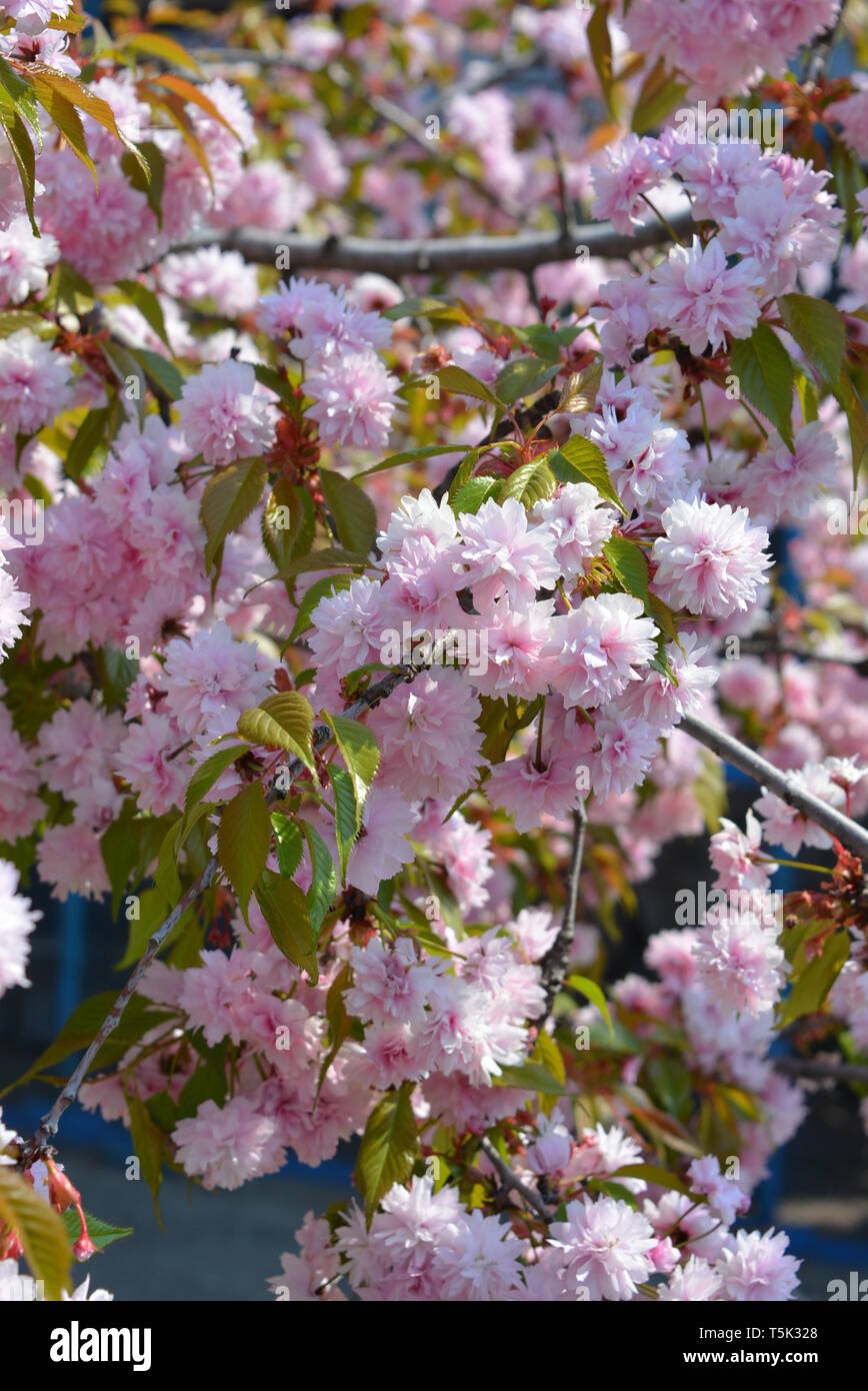 Beautiful bright pink flowers of the almond tree, pink sakura ...