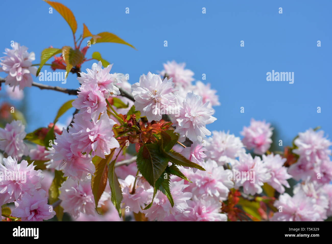Beautiful bright pink flowers of the almond tree, pink sakura ...