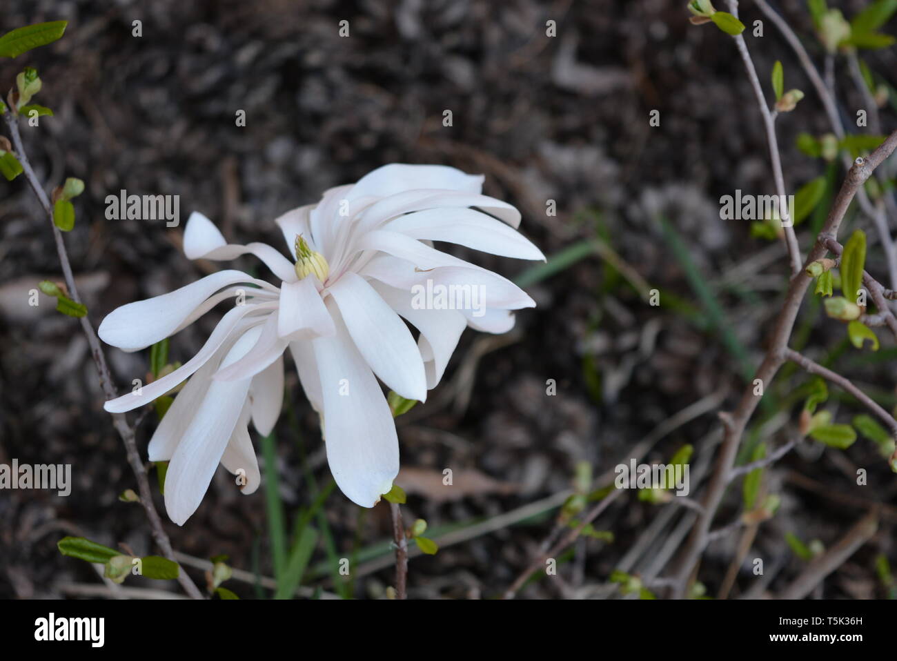 Oblong leaves hi-res stock photography and images - Alamy
