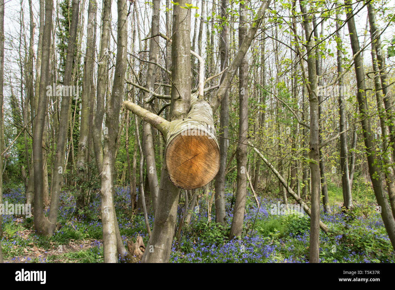 Cur branch stuck in a tree in a bluebell wood Stock Photo - Alamy