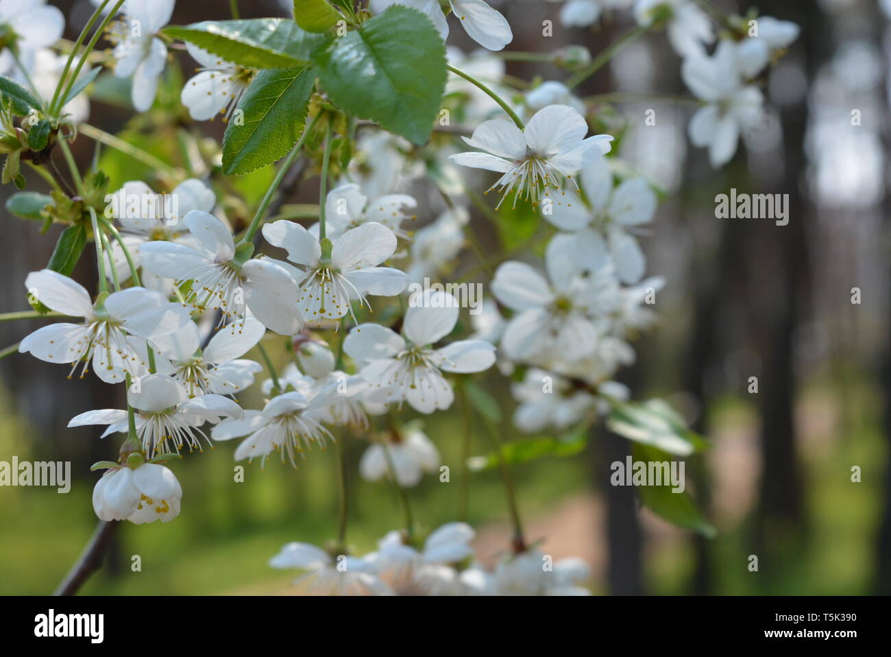 White Flowering Tree