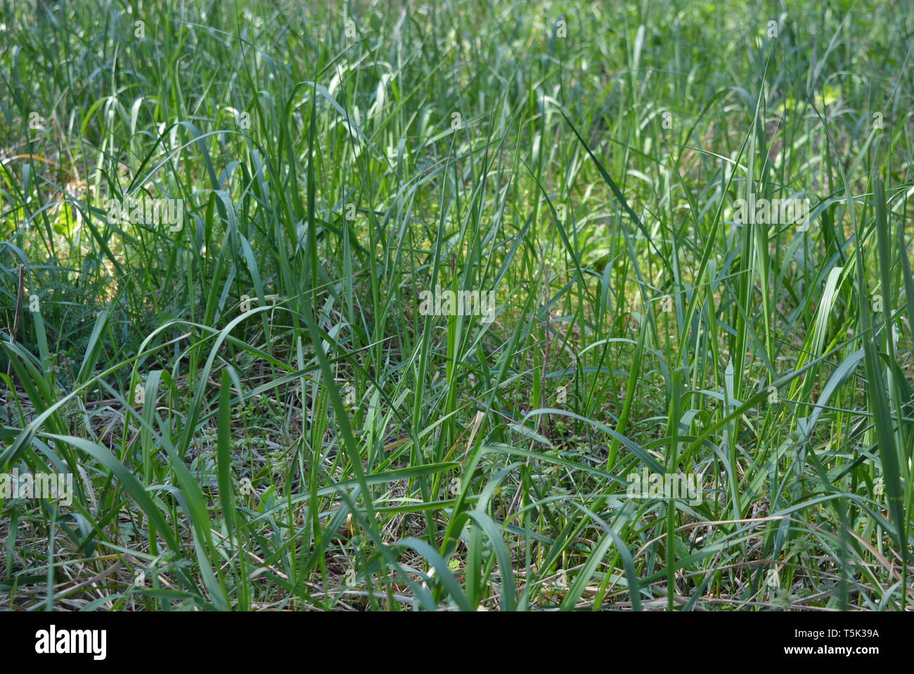 Long juicy green grass with sun rays in the forest Stock Photo - Alamy