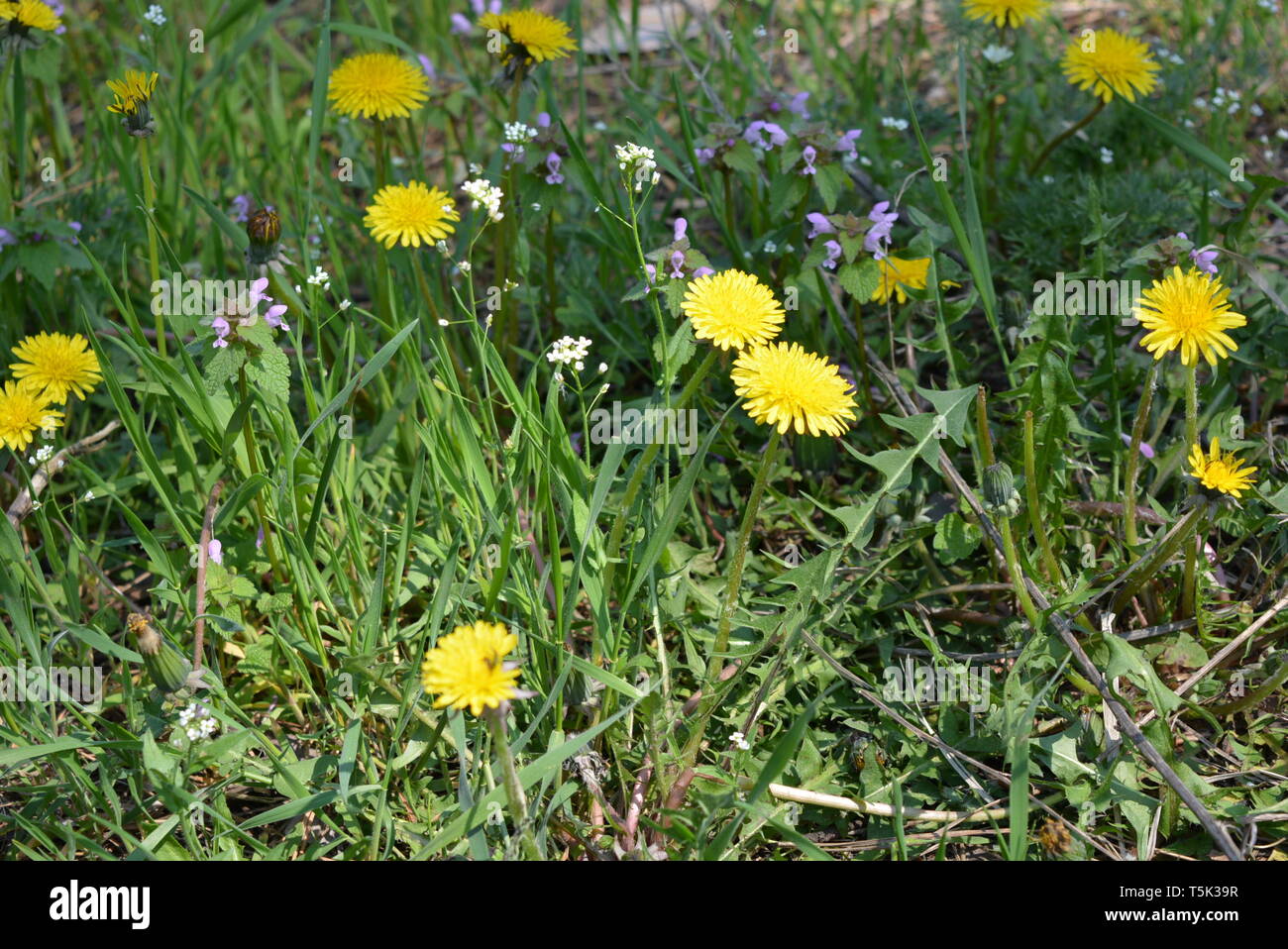 Spring early yellow fragrant flowers, dandelions and dandelion bushes ...