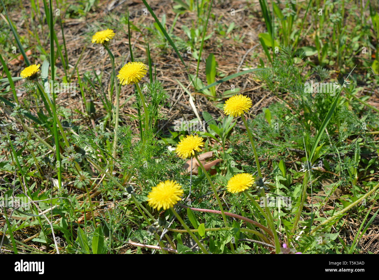 Spring early yellow fragrant flowers, dandelions and dandelion bushes ...