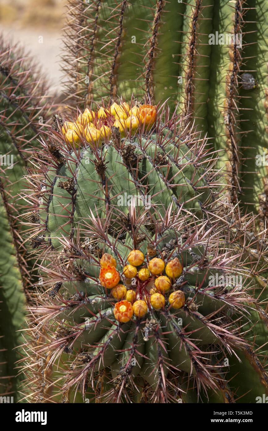 Prickly succulent hi-res stock photography and images - Alamy