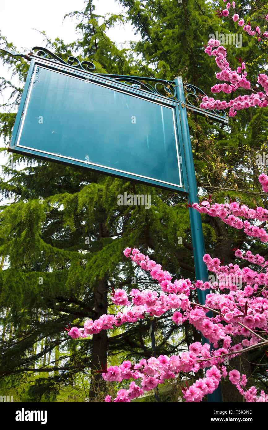 Blank outdoor metal wrought iron sign board at a sidewalk with Sakura ...