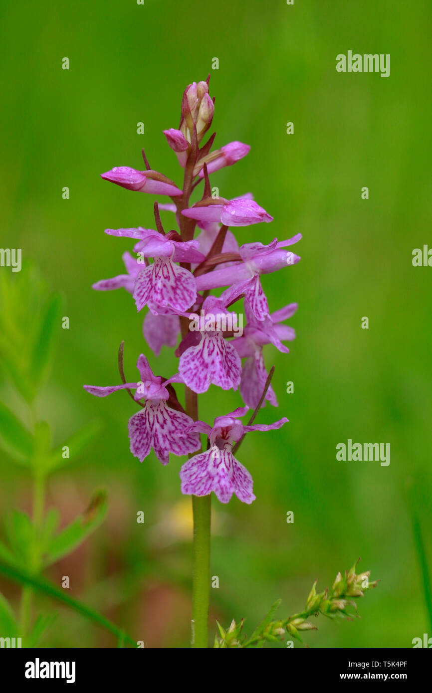 Salep turkey hi-res stock photography and images - Alamy