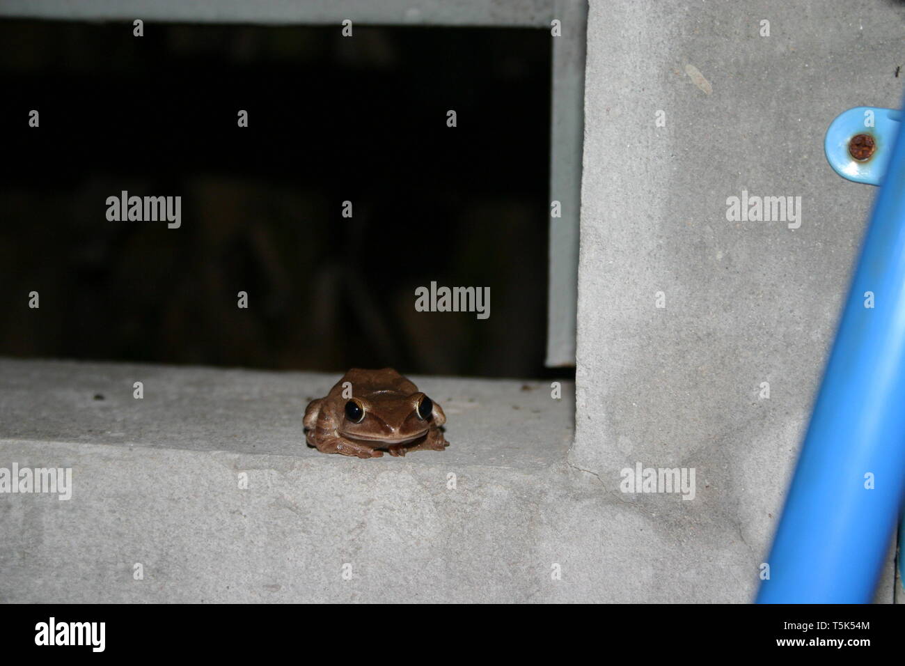 young ox frog Stock Photo - Alamy
