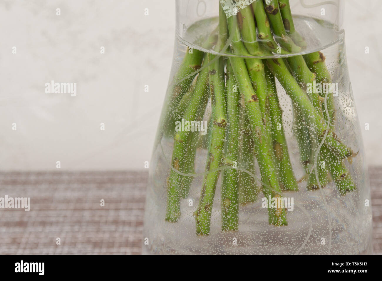 Green stems of rose flowers are photographed in water in a transparent ...