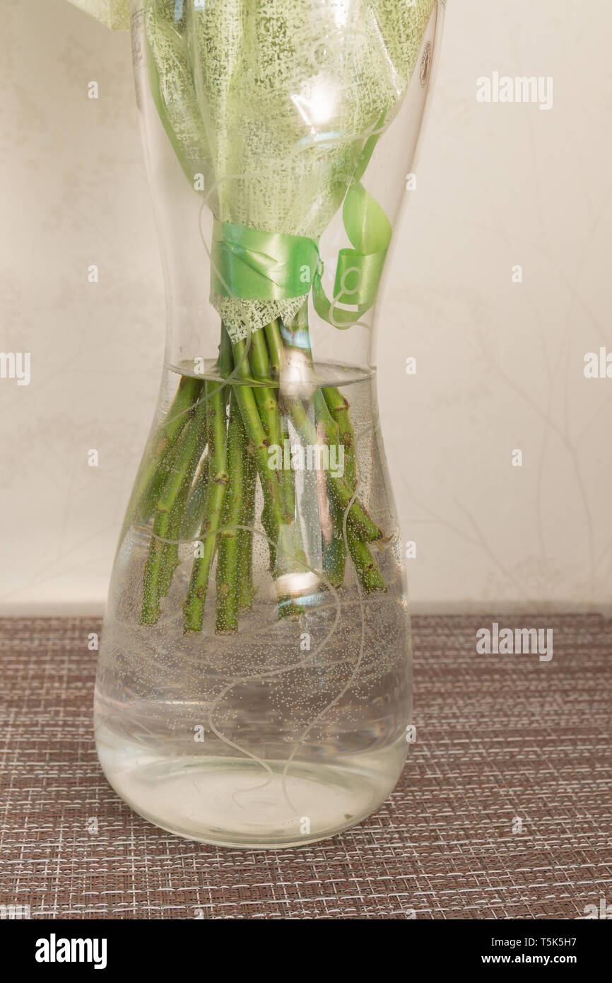 Green stems of rose flowers are photographed in water in a transparent ...