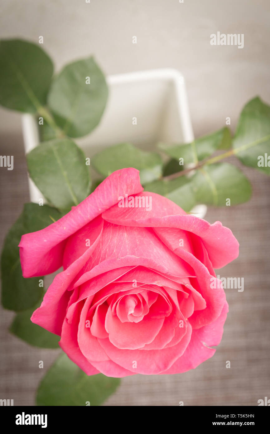 Pink buds stands hi-res stock photography and images - Alamy