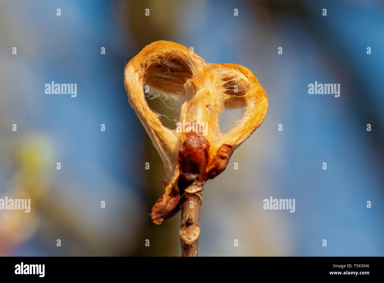 Chestnut shape symbol hi-res stock photography and images - Alamy