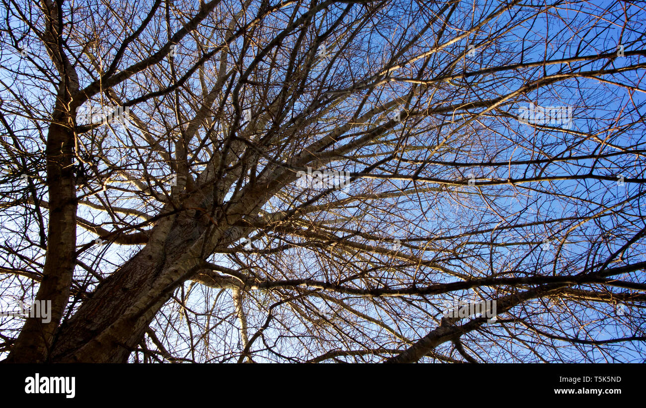 Leafless tree branches in winter set against a deep blue sky Stock ...