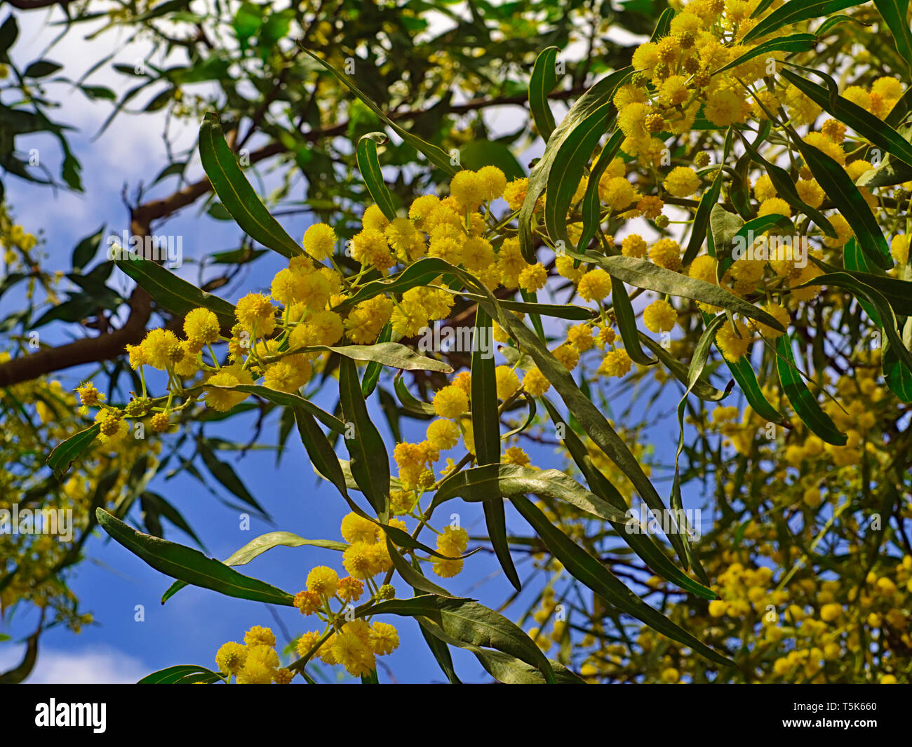 Mimosa tree blossom hi-res stock photography and images - Alamy