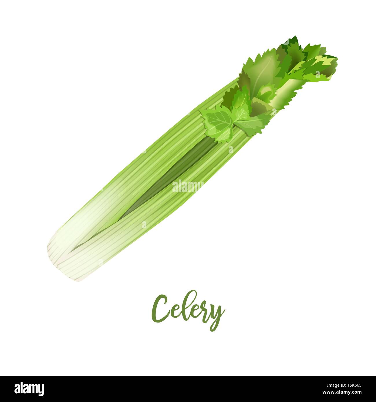 Celery steam fresh juicy raw close up isolated on white. Healthy diet ...