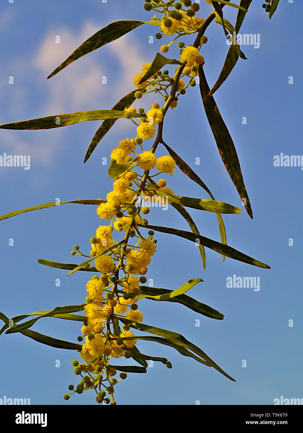 Beautiful colorful mimosa (Acacia Baileyana) tree branch full of yellow ...