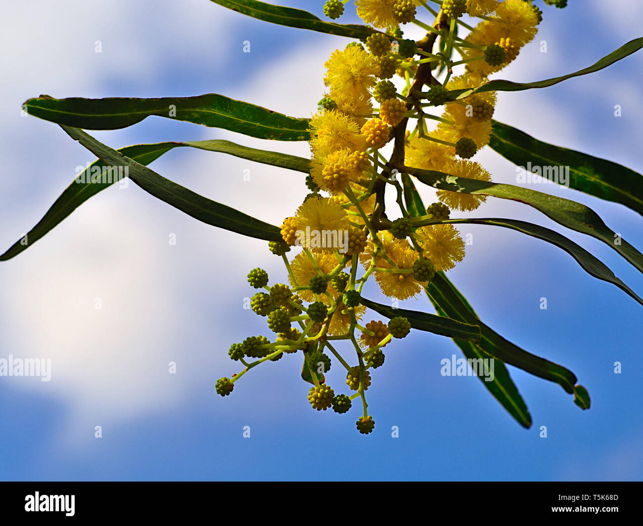 Beautiful colorful mimosa (Acacia Baileyana) tree branch full of yellow ...