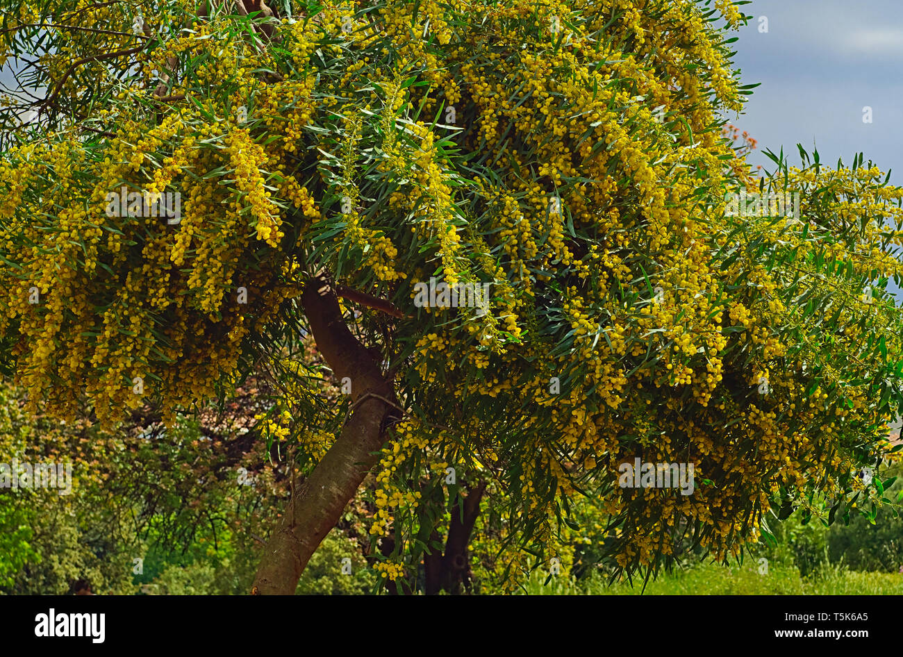 Beautiful colorful mimosa (Acacia Baileyana) trees full of yellow ...