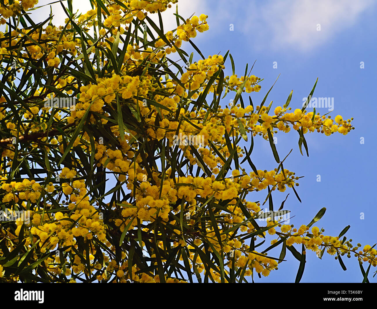 Mimosa tree blossom hi-res stock photography and images - Alamy