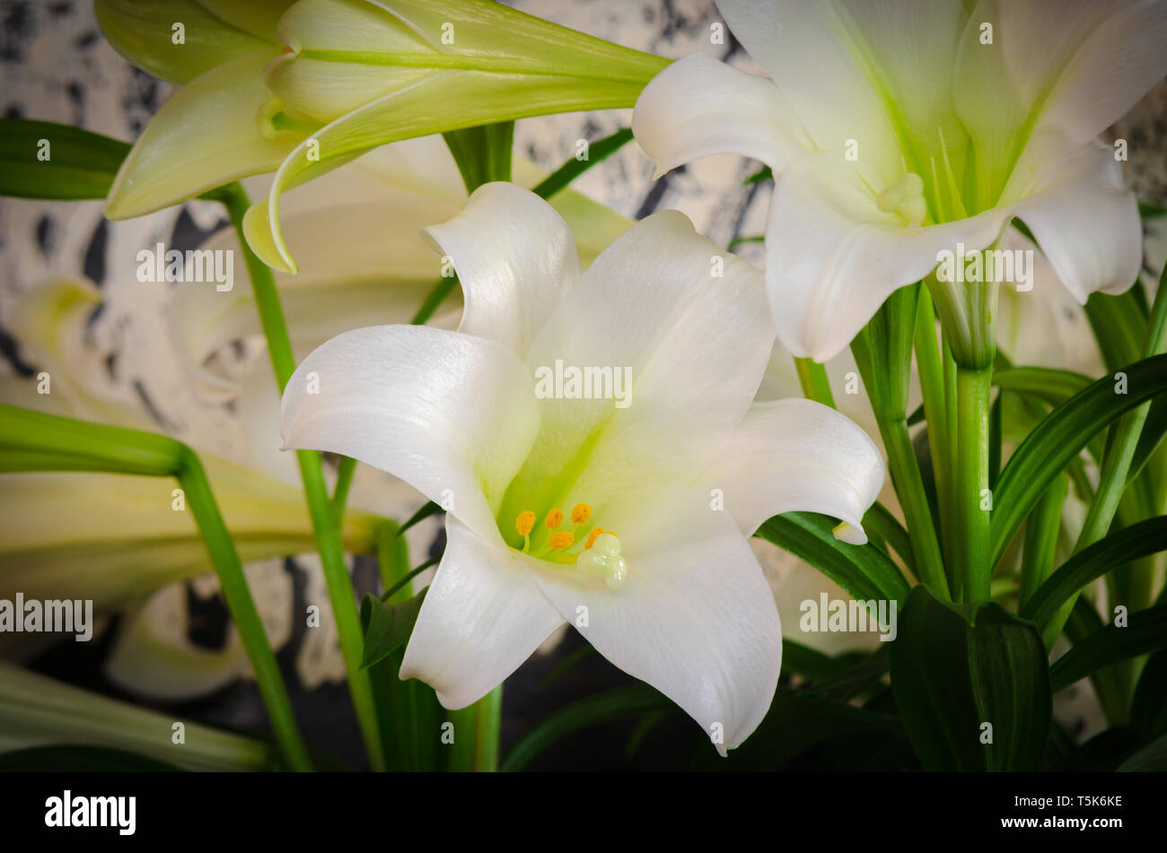 Peace lily plant white and green Stock Photo - Alamy