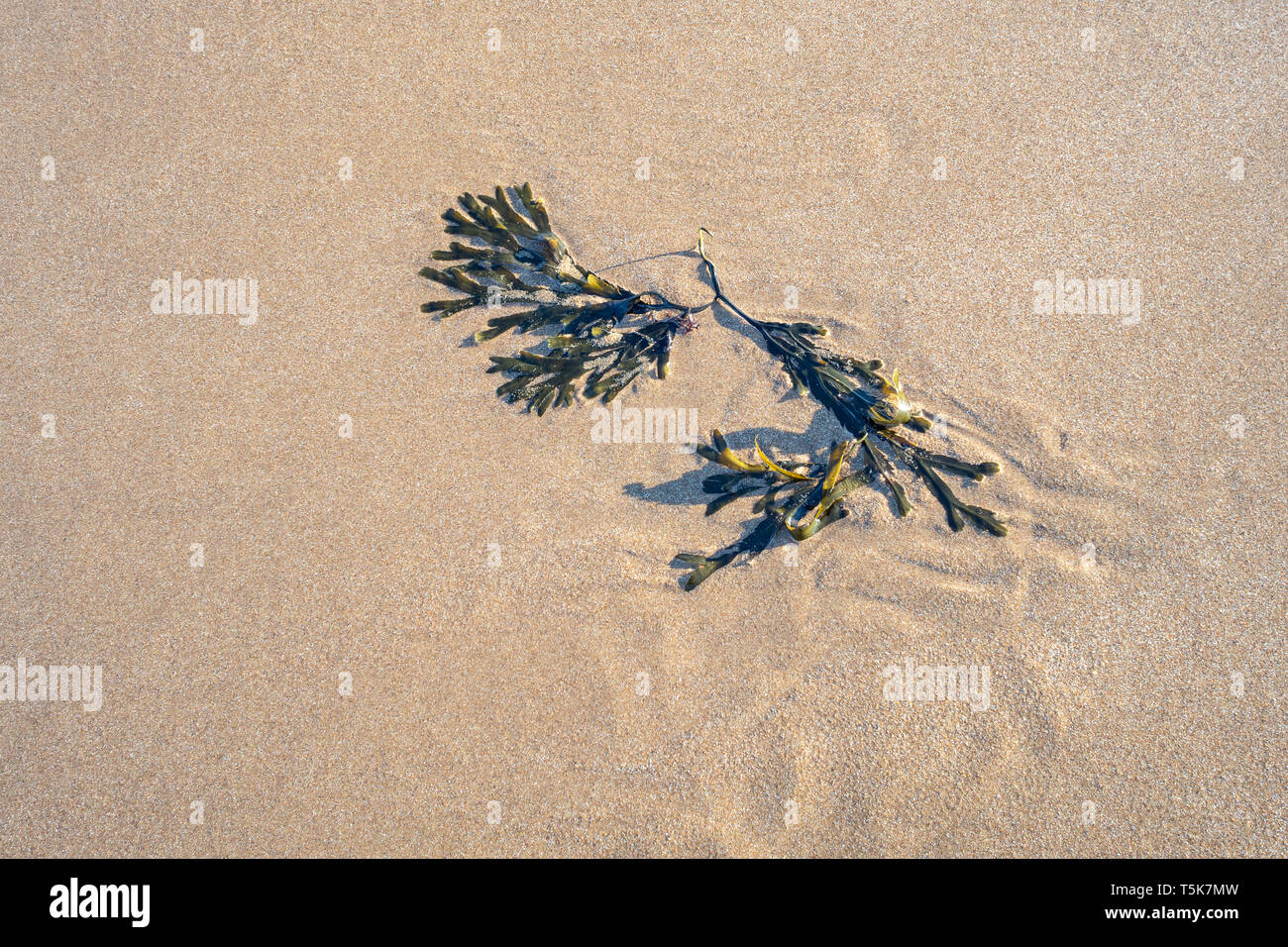 Bladder wrack seaweed hi-res stock photography and images - Alamy