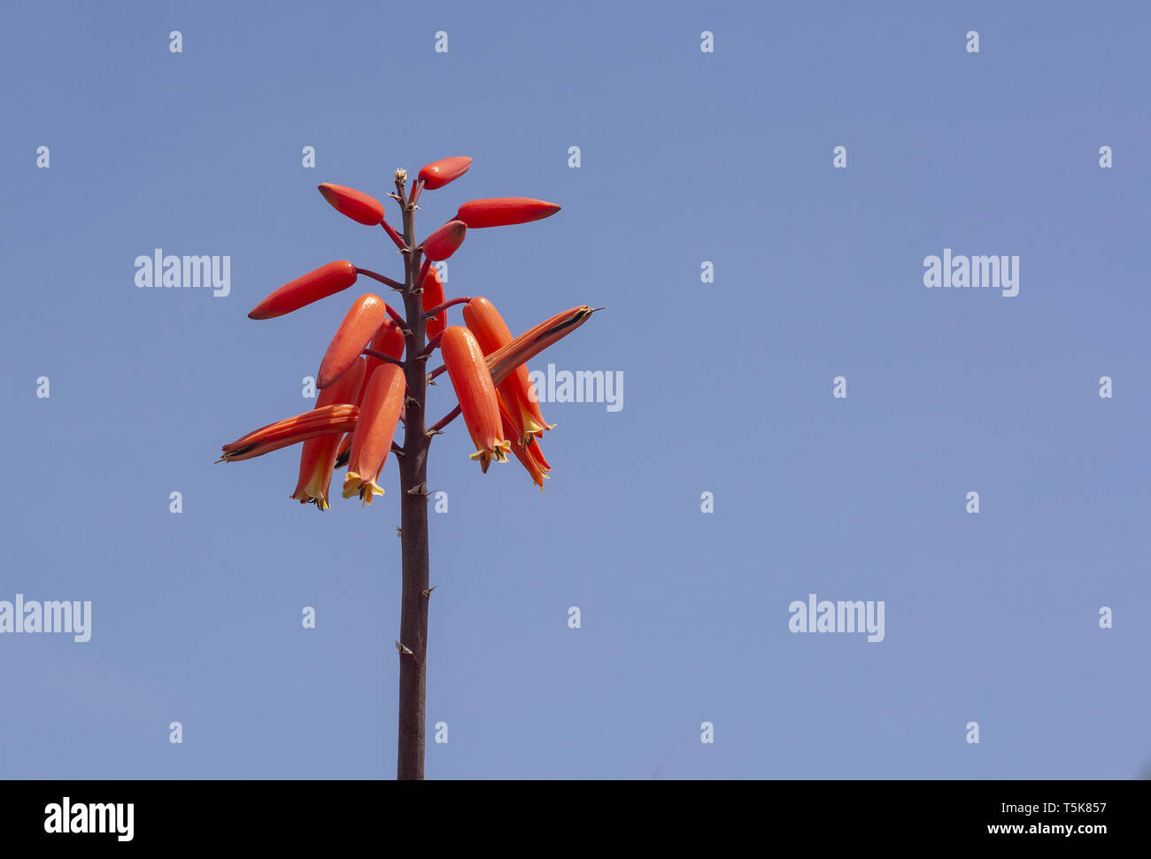 Agave flowers hi-res stock photography and images - Alamy