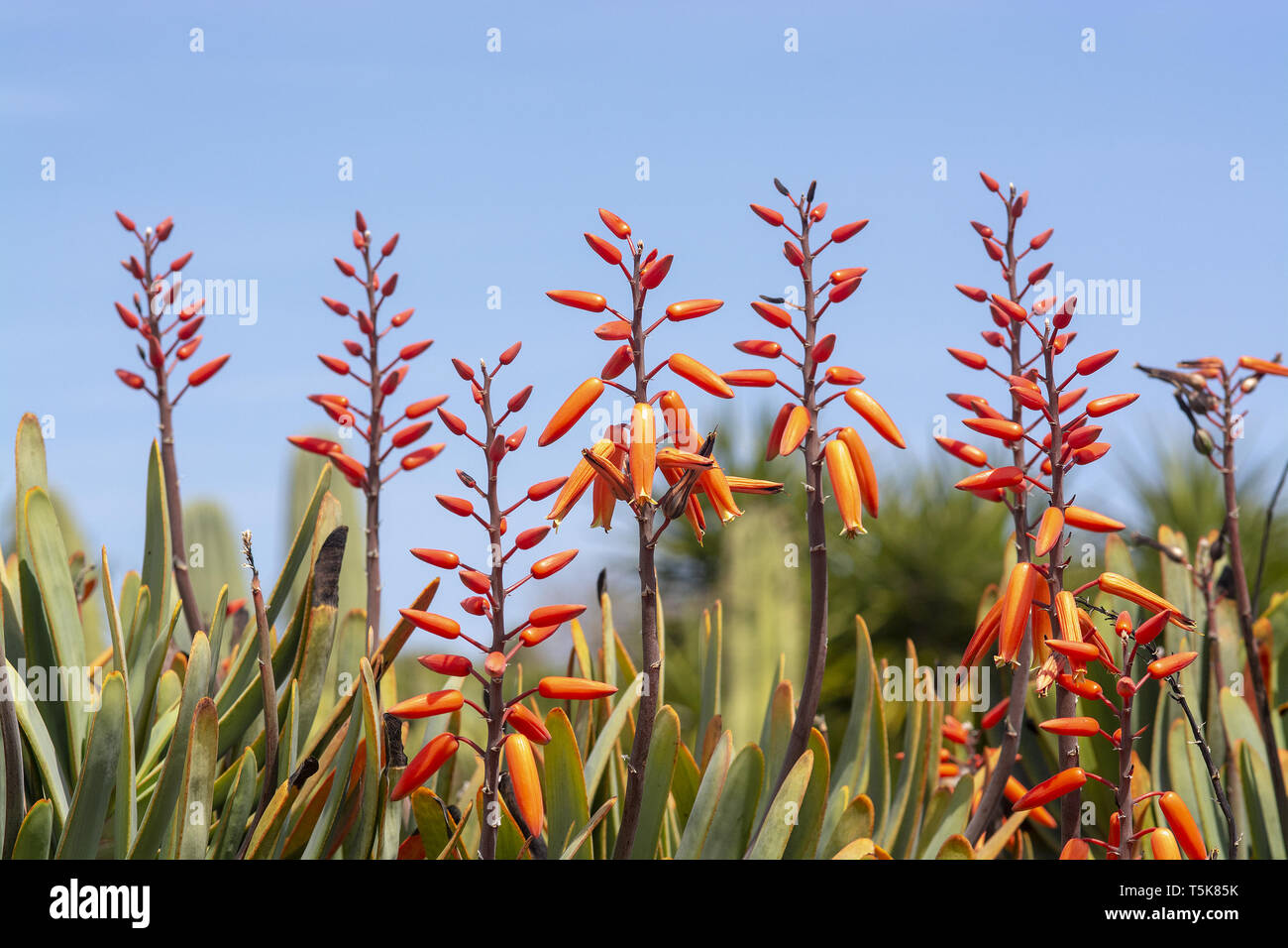 Orange color agave flowers closeup macro Stock Photo - Alamy