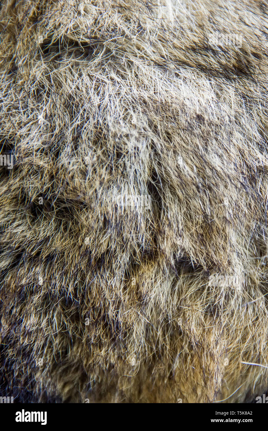 Closeup detail of the asian palm civet fur Stock Photo - Alamy
