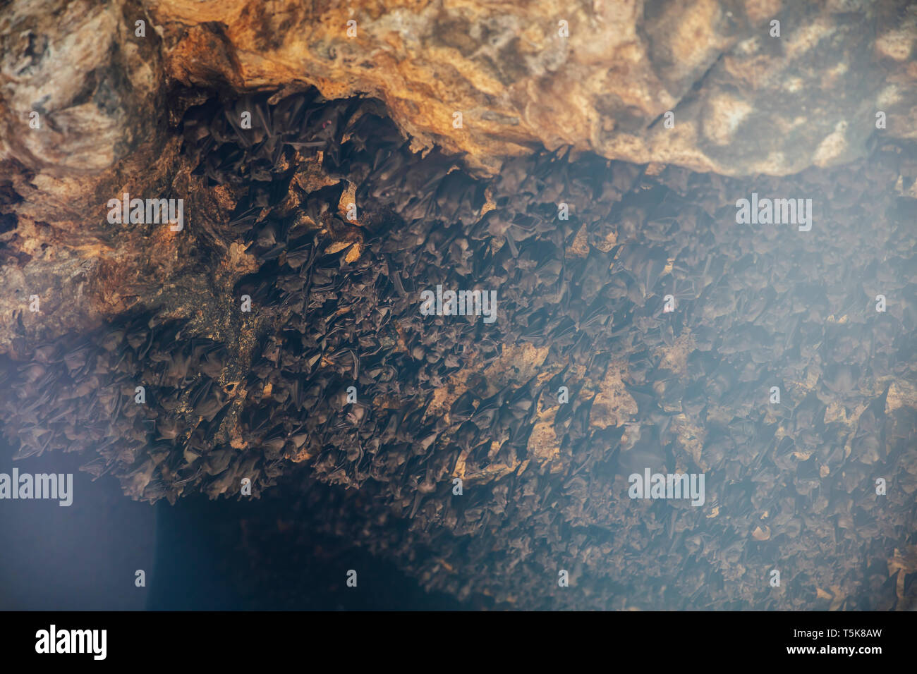 Colony of bats in the cave of Pura Goa Lawah at Bali, Indonesia Stock ...