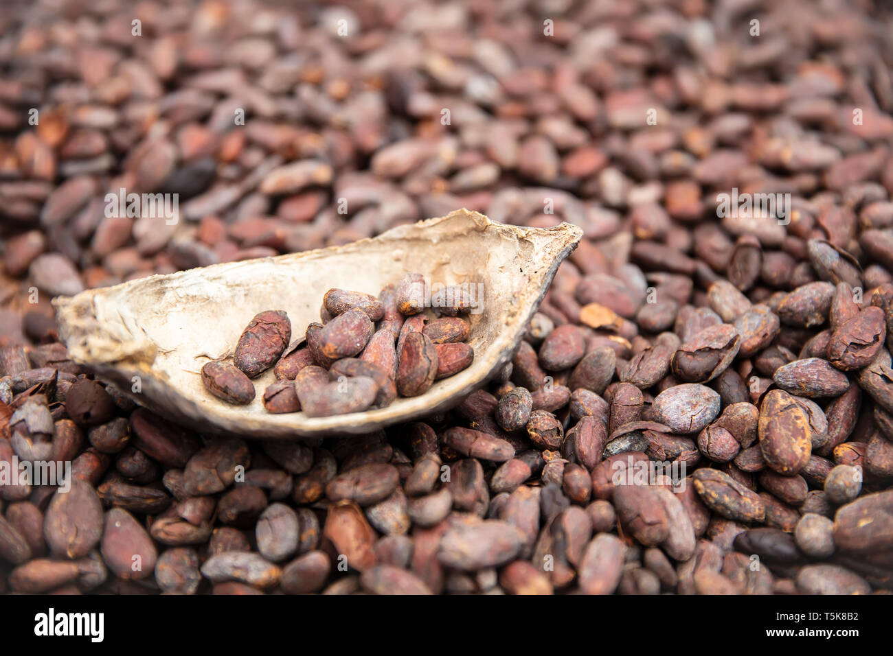 Closeup of the raw cacao beans and pod Stock Photo - Alamy