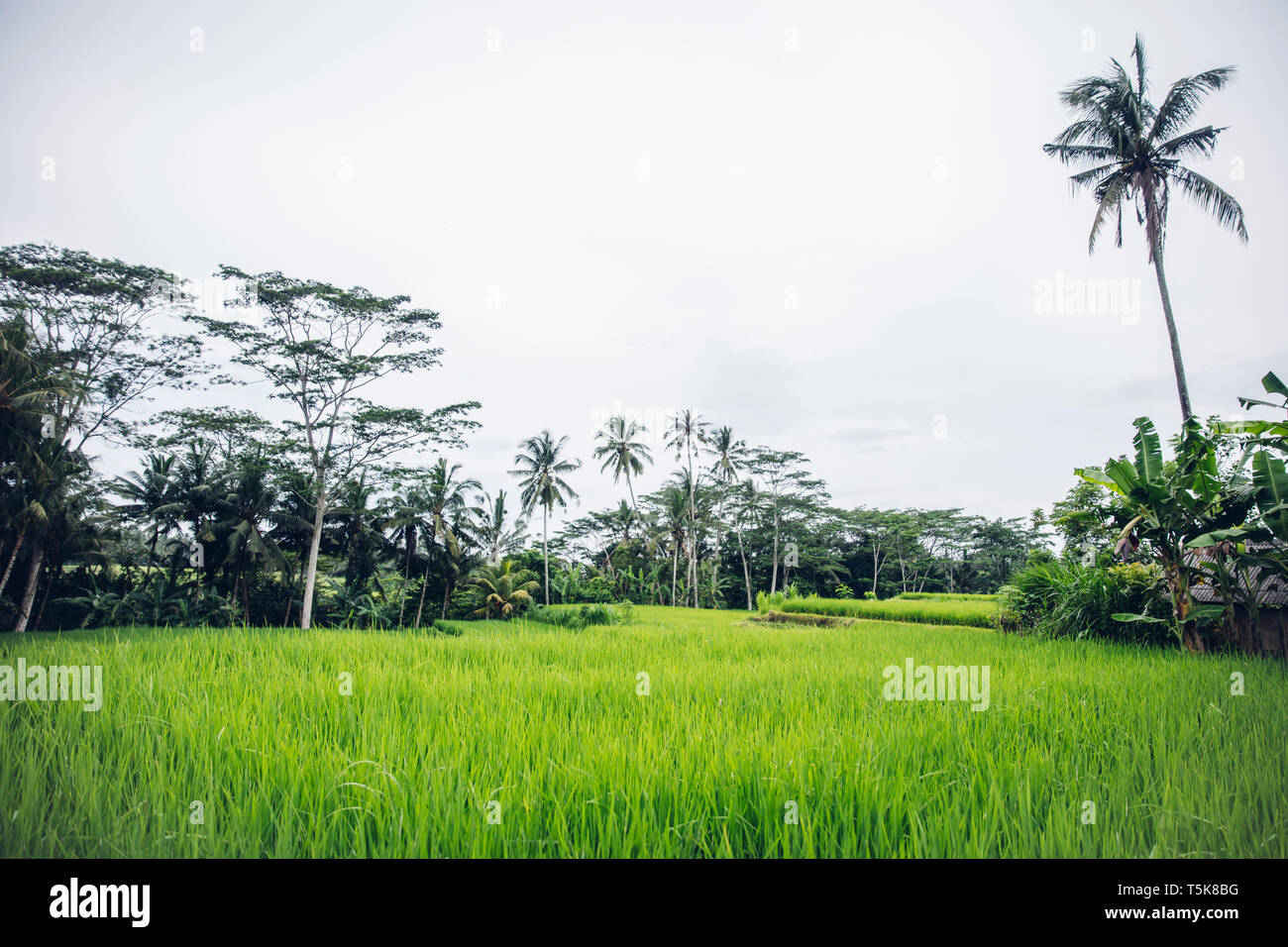 Closeup of the paddy rice field at Bali in clear light day Stock Photo ...