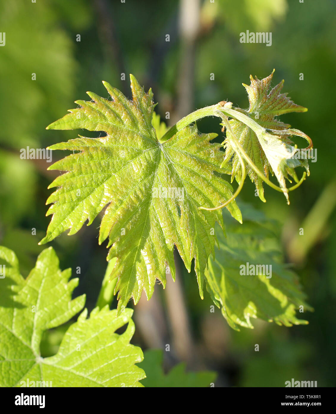 young shoots and leaves of vine in spring Stock Photo - Alamy