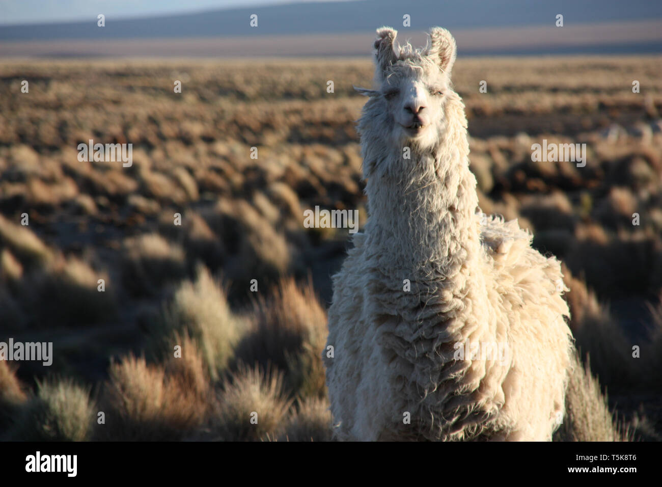 A white, furry Lama looks quisically into the lens in the golden ...