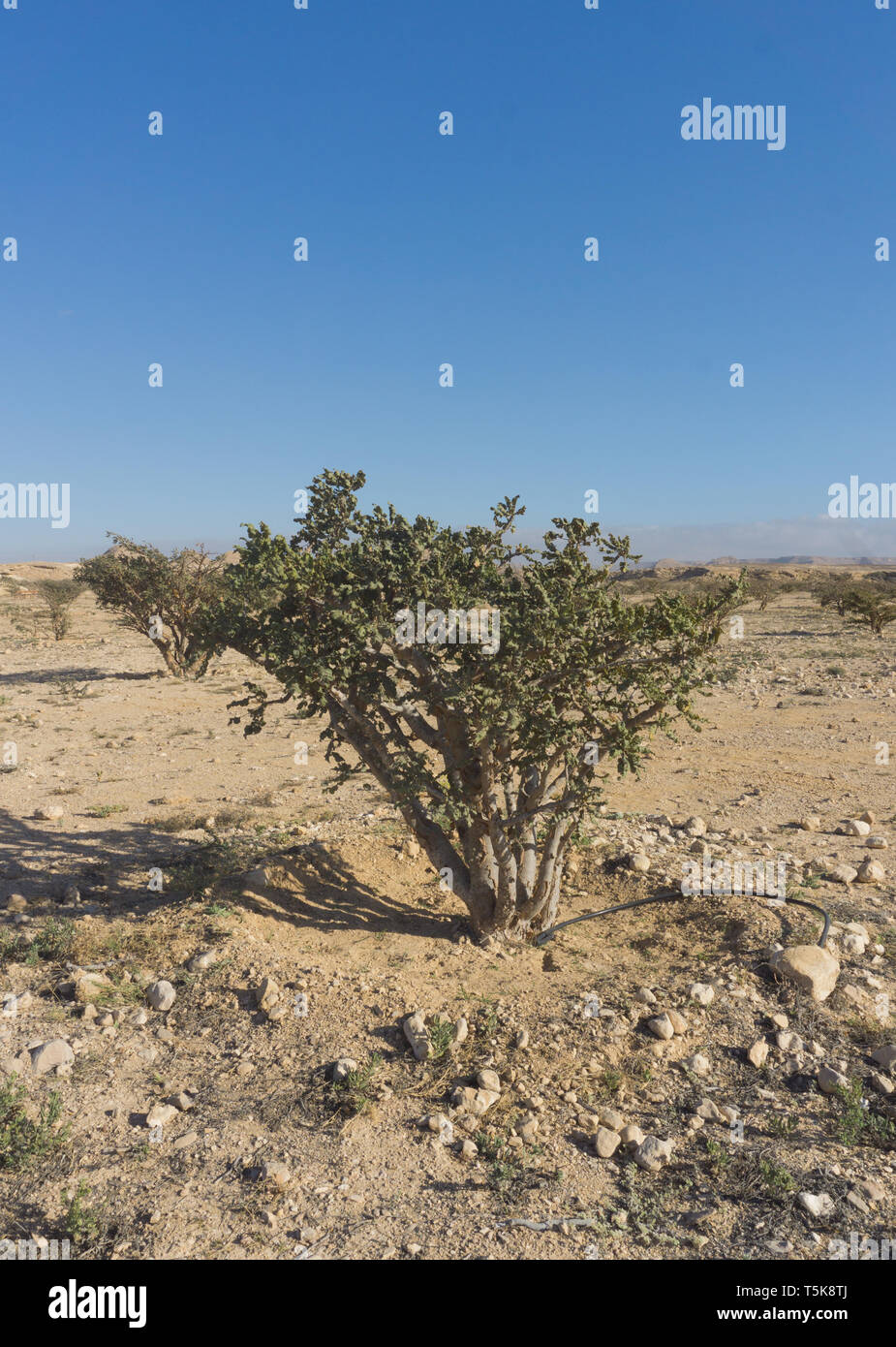 Frankincense tree hi-res stock photography and images - Alamy