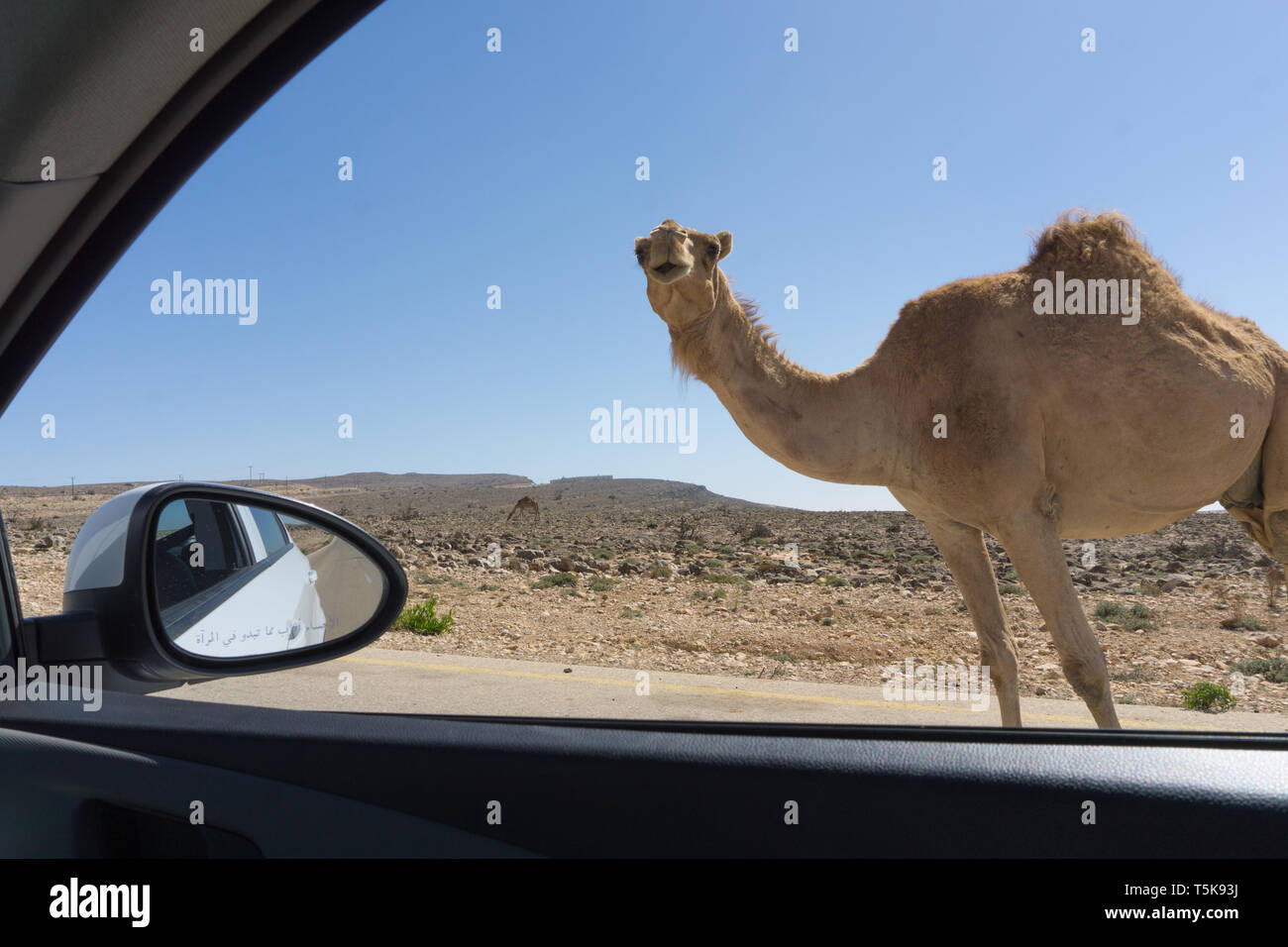 Camel on the road hi-res stock photography and images - Alamy