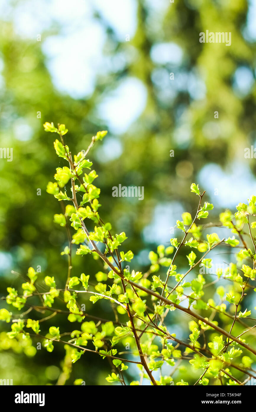 Natural environment, botanical textures and bioenergy concept - Green ...