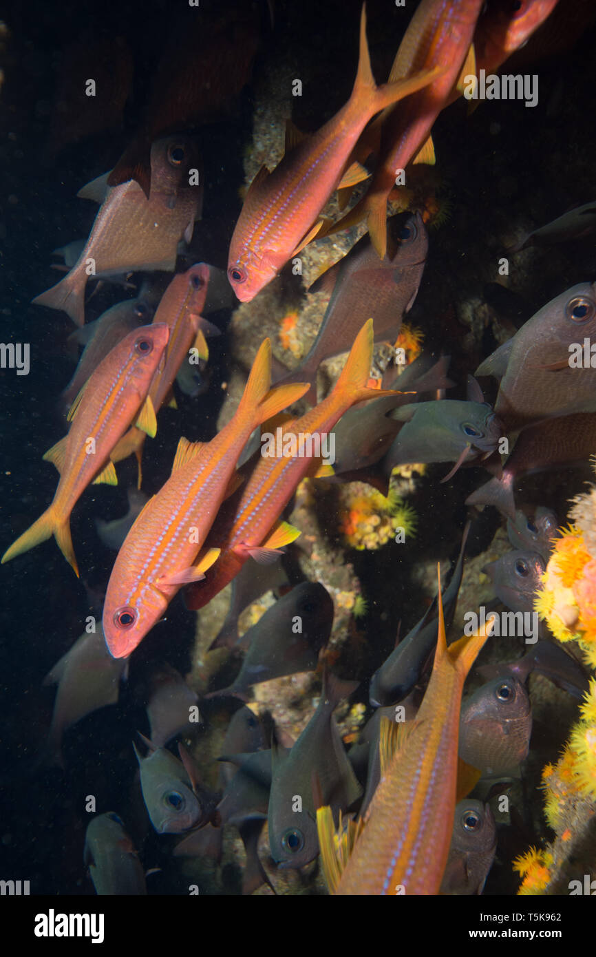 Red fish island hi-res stock photography and images - Alamy