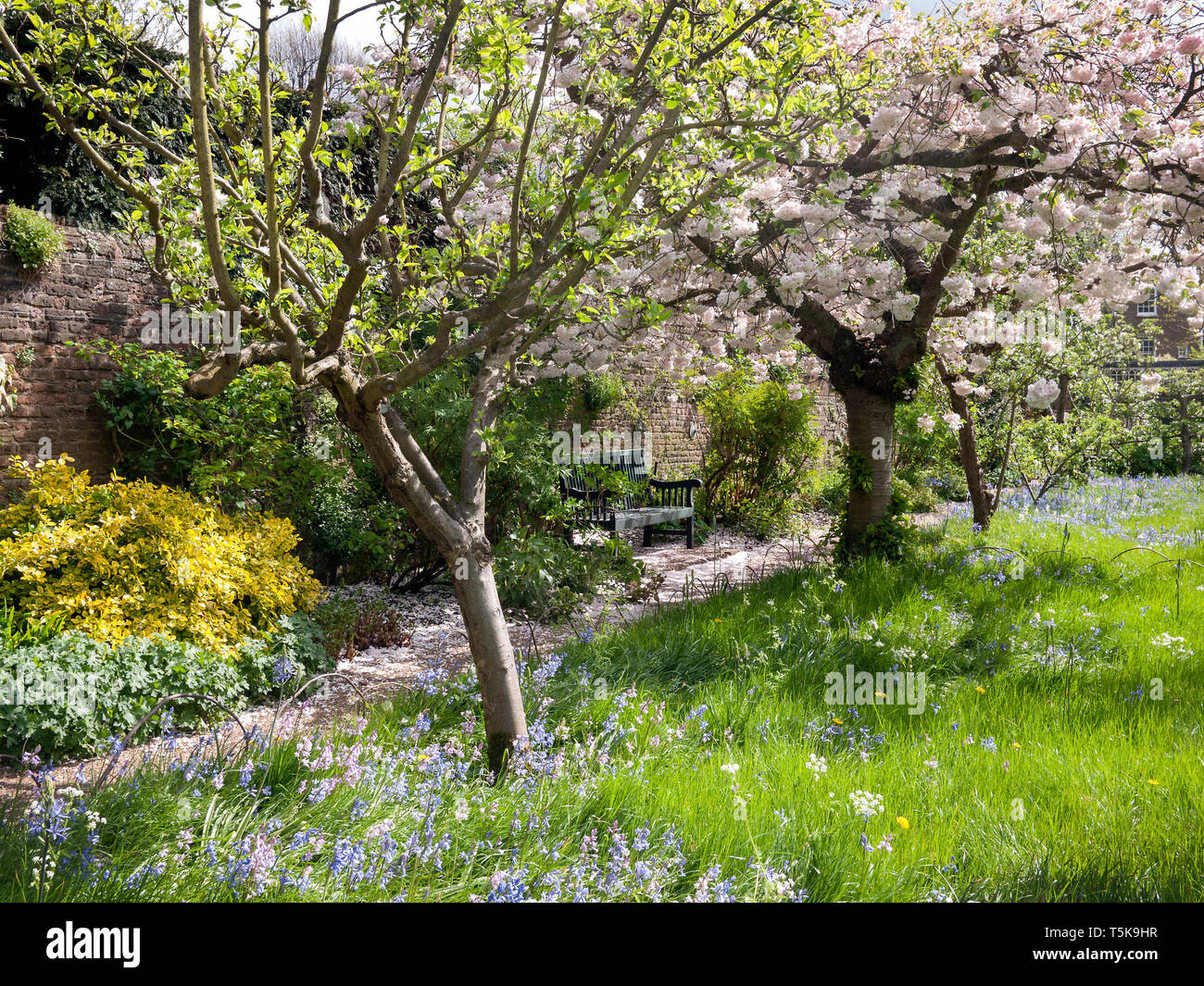 Apple trees in spring orchard hi-res stock photography and images - Alamy