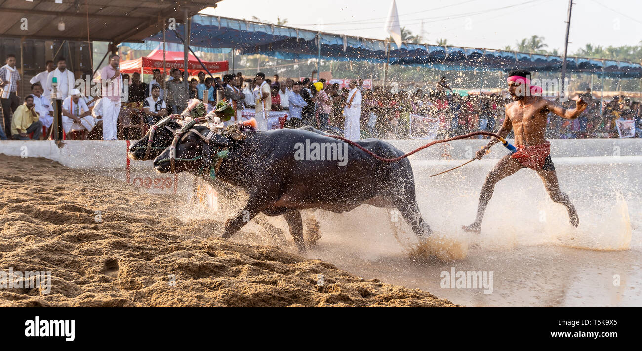 Kambala or Kambla is a rural sport, prominent in districts of Udupi and ...