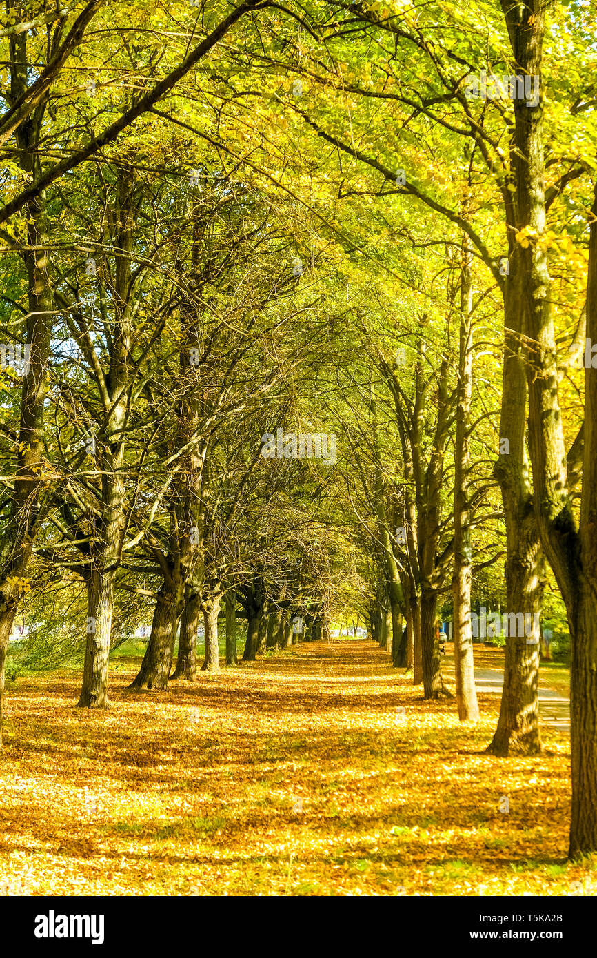 Fall beauty, weather and seasons concept - Autumn nature scene ...
