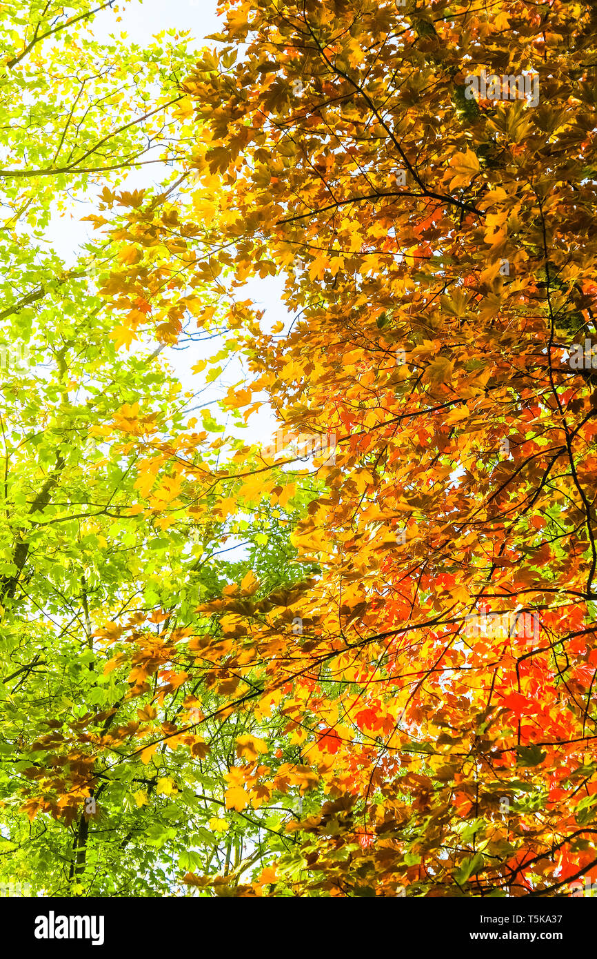 Fall beauty, weather and seasons concept - Autumn nature scene ...