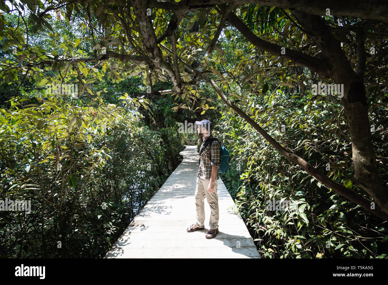 Man walking through the mangrove forest in Tha Pom Klong Song Nam ...
