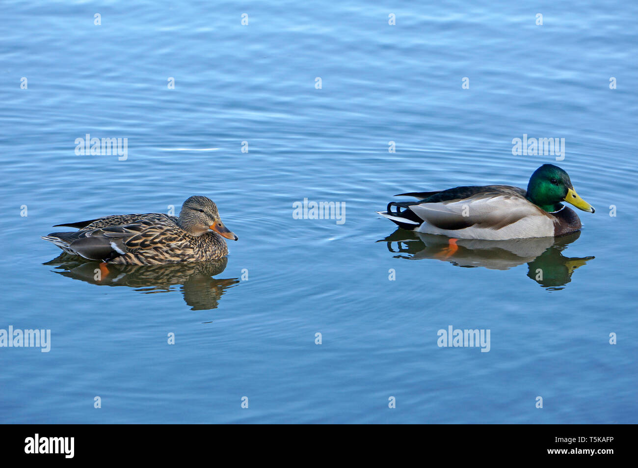 Mallard ducks pond hi-res stock photography and images - Alamy
