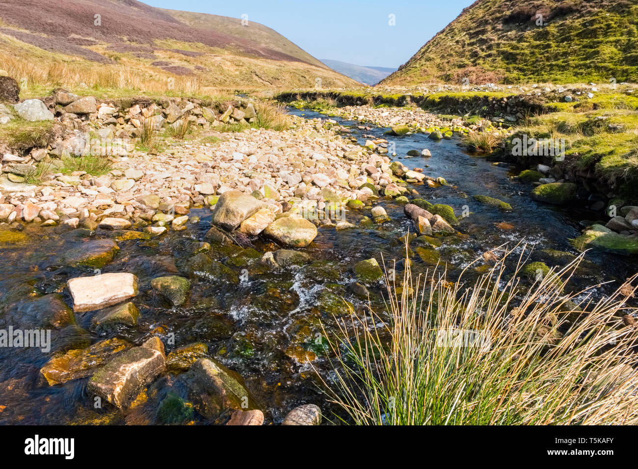 Brook forest hi-res stock photography and images - Alamy