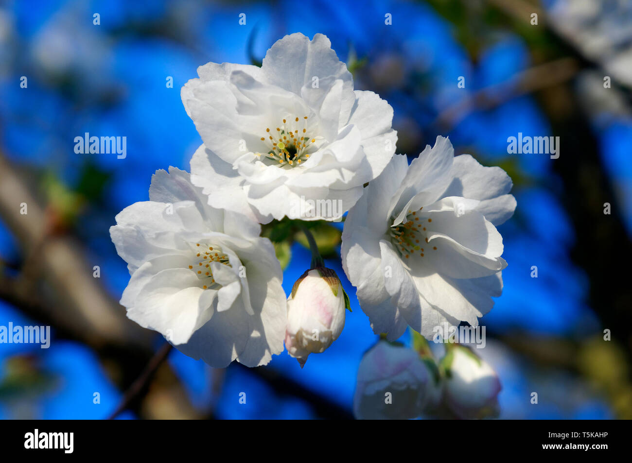 A cluster of white cherry blossoms in spring, Vancouver, British ...
