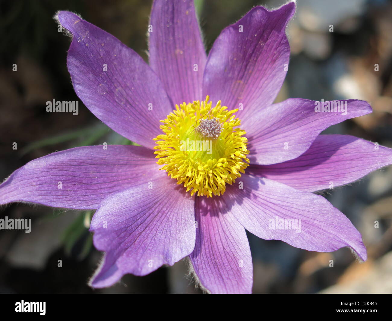 Rockery Perennial High Resolution Stock Photography and Images - Alamy