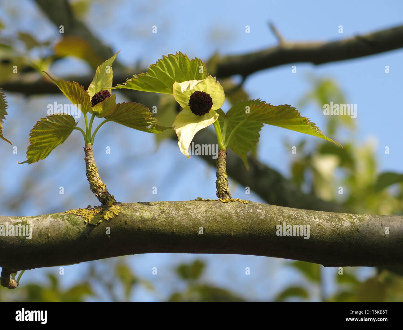 Handkerchief tree close up hi-res stock photography and images - Alamy