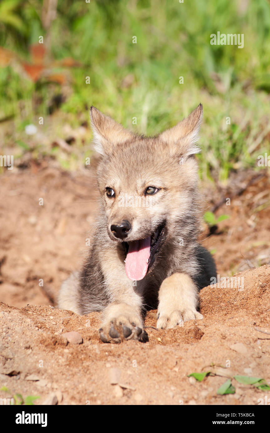 North America; United States; Alaska; Interior; Wildlife; Mammals; Wolf ...